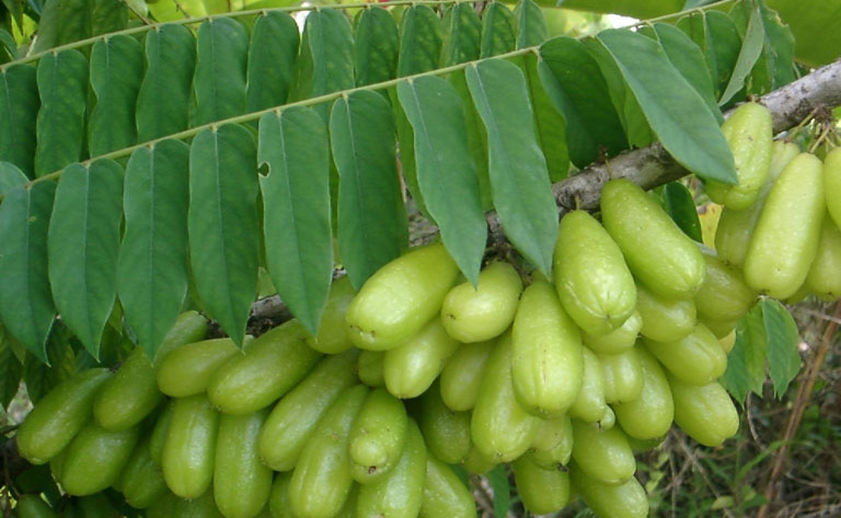 Blog Gue, Jadi Suka-Suka Gue!: Manfaat Belimbing Wuluh