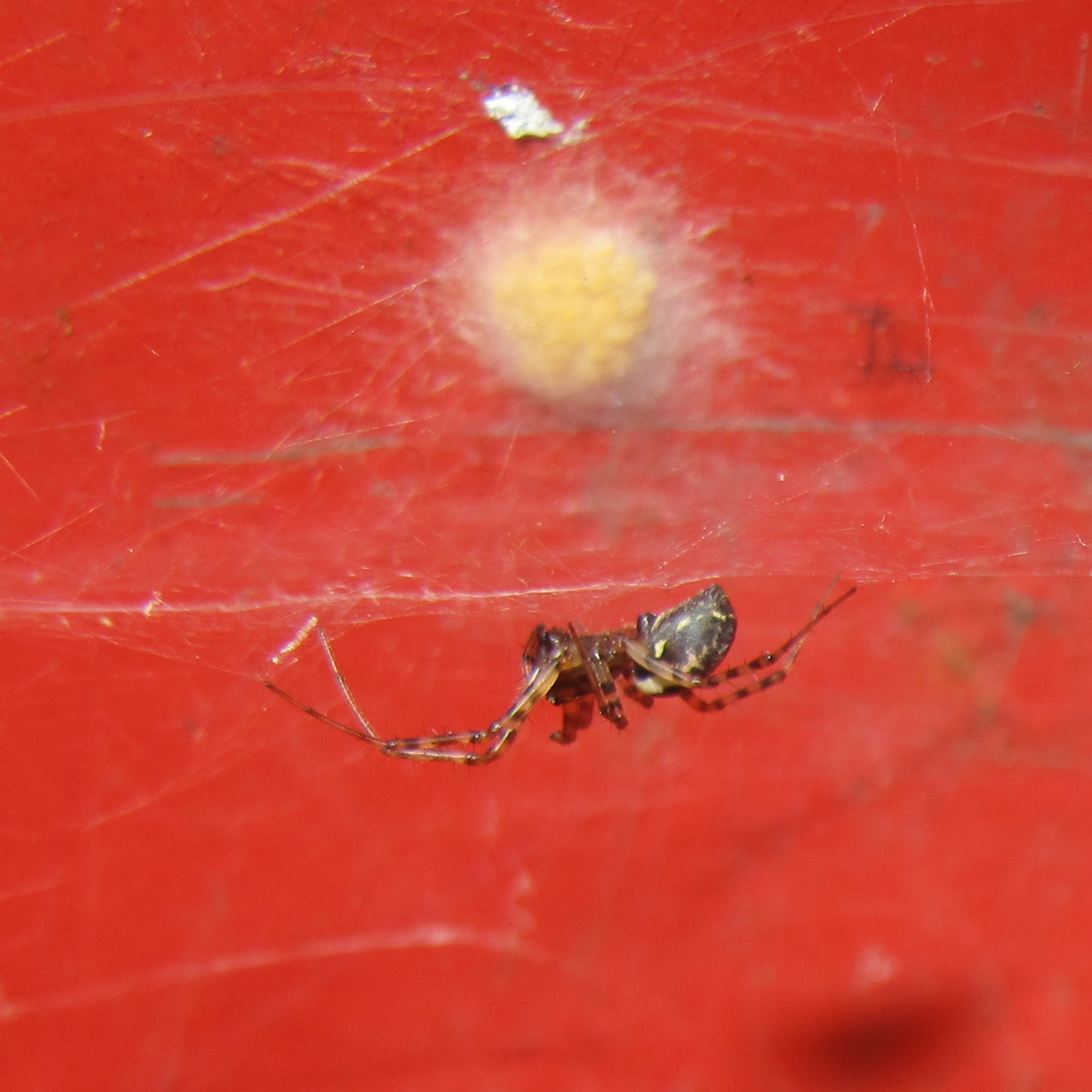 BugBlog: Linyphiidae: sheet weavers and money spiders