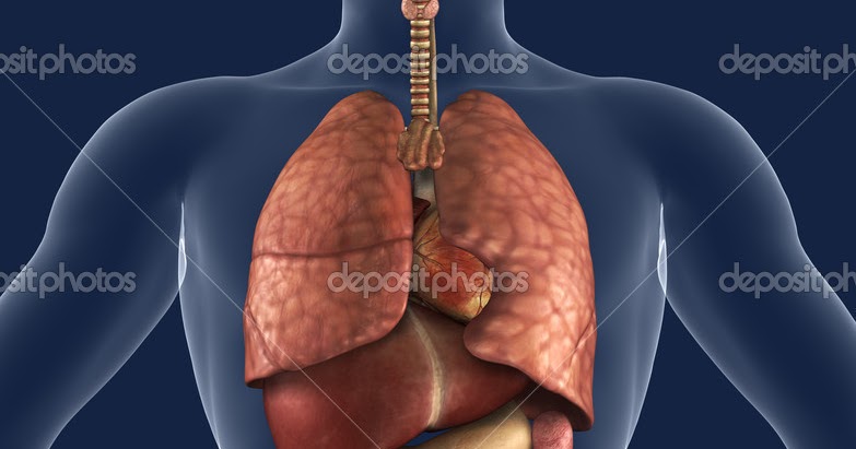 the blog of jefe: eternal organs