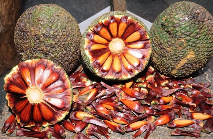 Studio Floral Dora Santoro: Como Plantar Pinhão