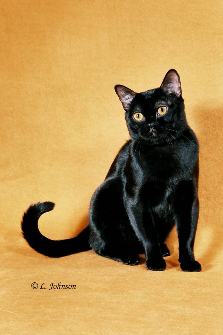 Diary of a Mad Pet Enthusiast