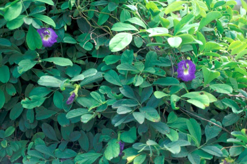 Clitoria ternatea: Reina de las leguminosas tropicales: Clitoria ...