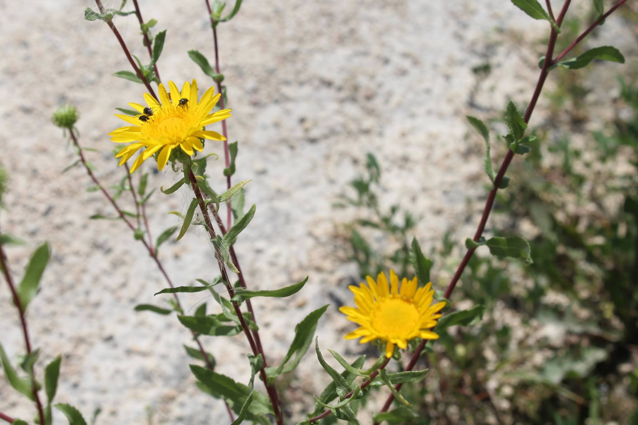 Assiniboine Forest Plant Life: Weeds in the Assiniboine Forest