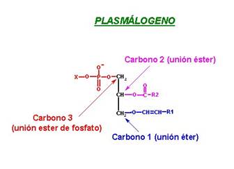 Bioquímica: Clasificación de lípidos