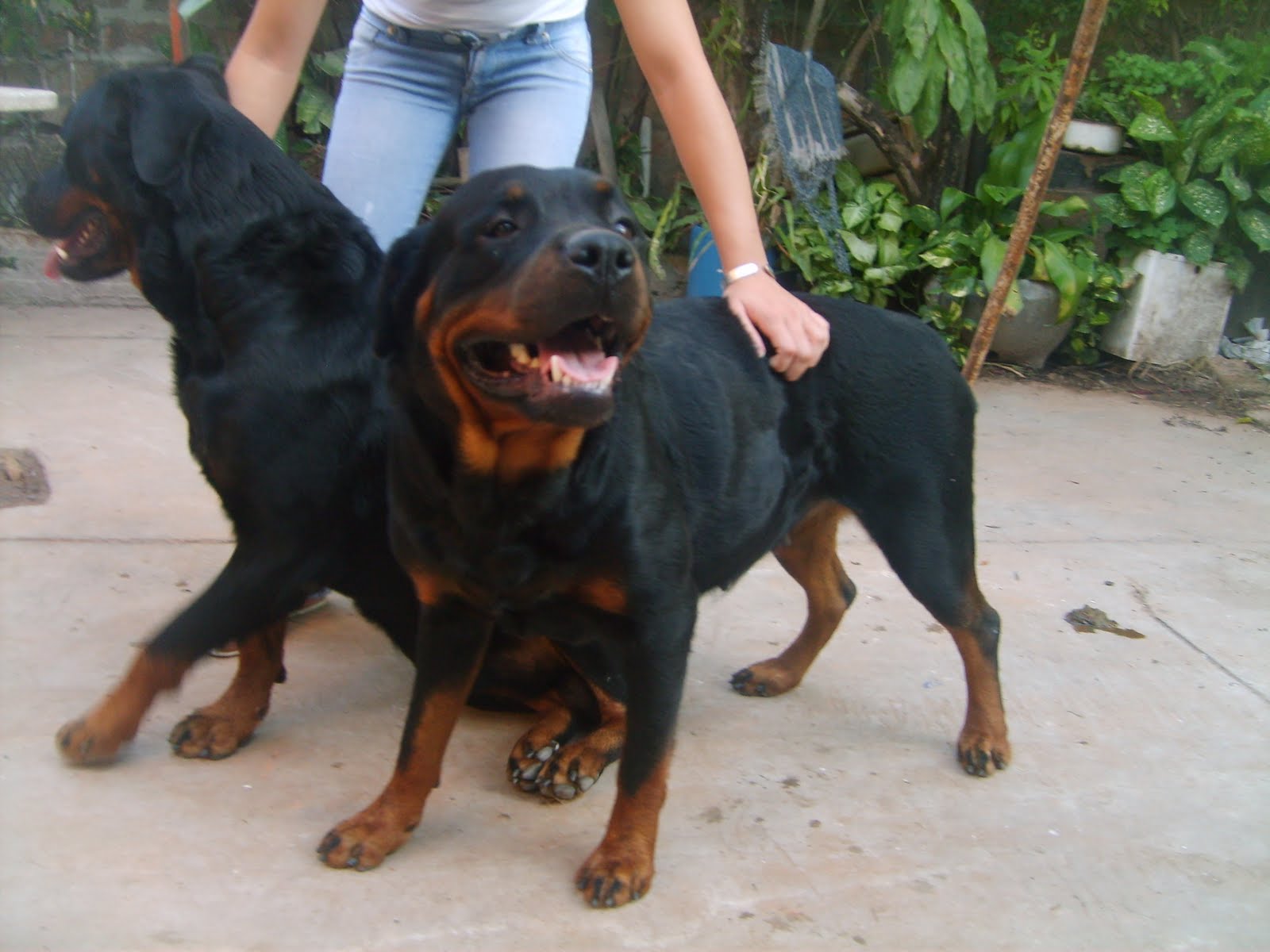 Bebés de rottweiler - Imagui