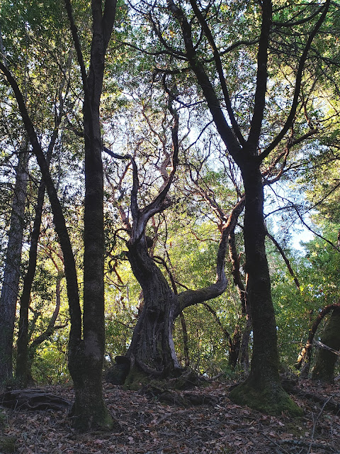 Wunderlich County Park