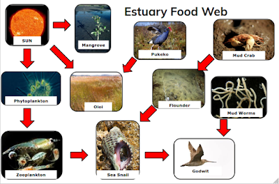 Tiava l: Estuary Food Web