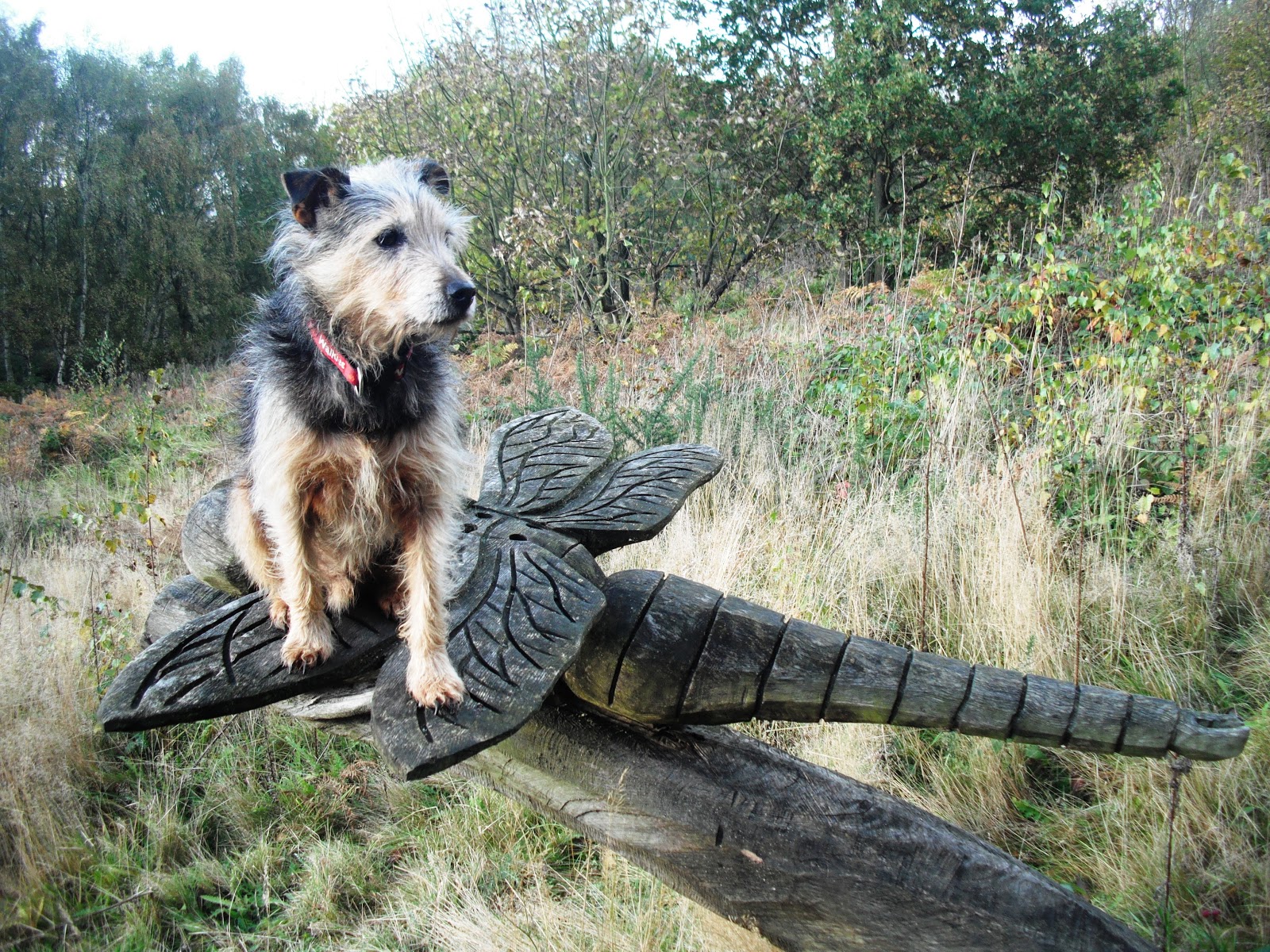 Love my life: Dog sits on a dragonfly