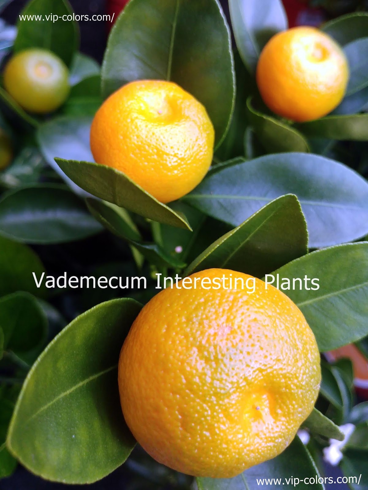 Vademecum Interesting Plants: Citrofortunella microcarpa - Kalamondin ...