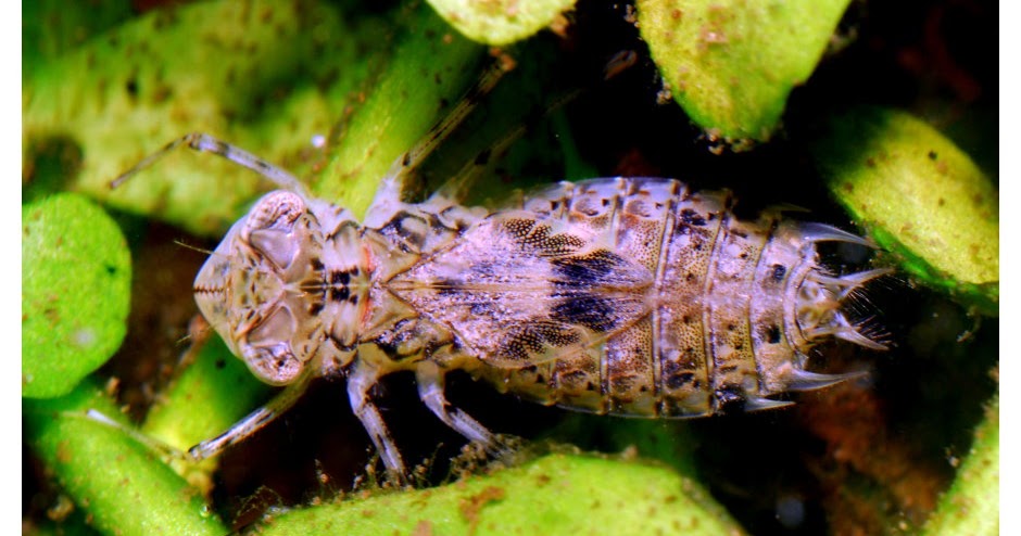 Dragons & Damsels: Pantala flavescens - Emergence