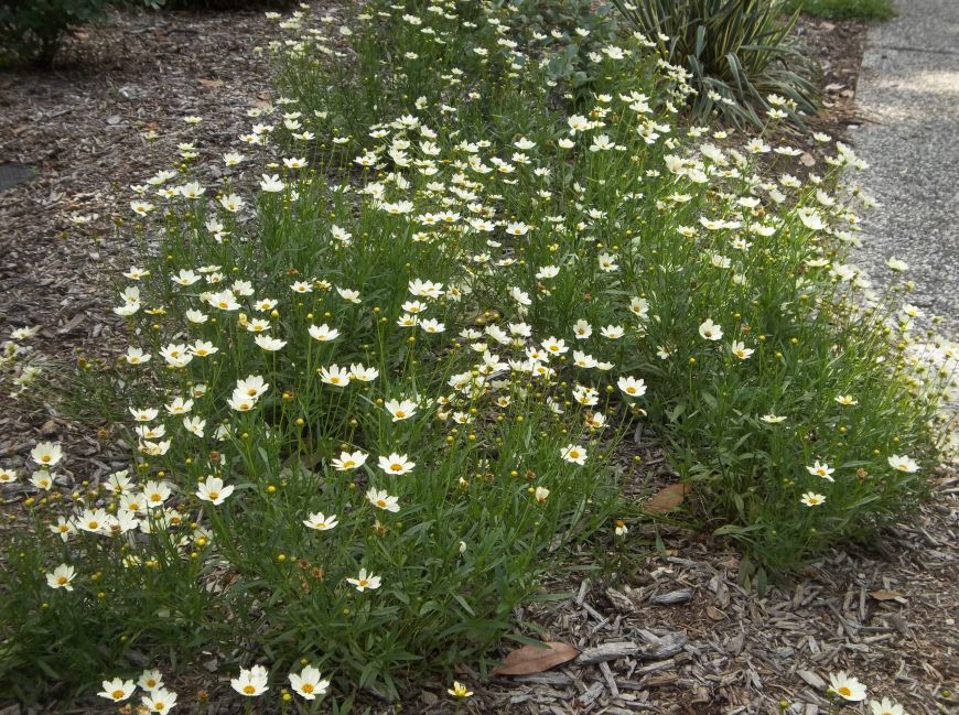 Future Plants by Randy Stewart: Coreopsis