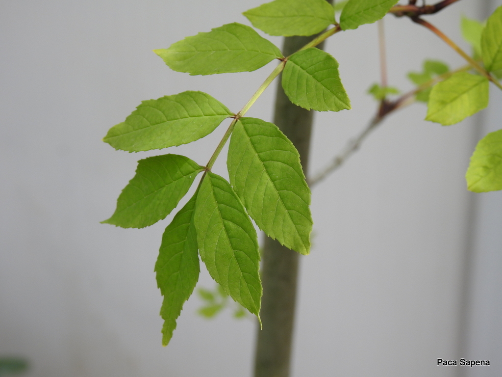 La Rioja de la A a la Z: FRESNO DEL NORTE - Árbol