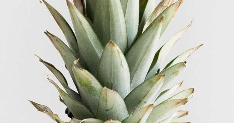 Les ananas bio Label d'Or & Bonabio: Responsabilité: acheter des ...