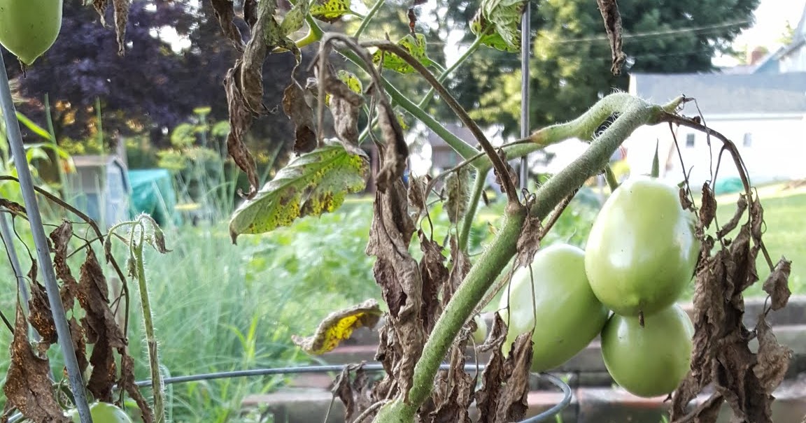 Lucy Sews Everyday: A cluster of 9 tomatoes in one bunch.