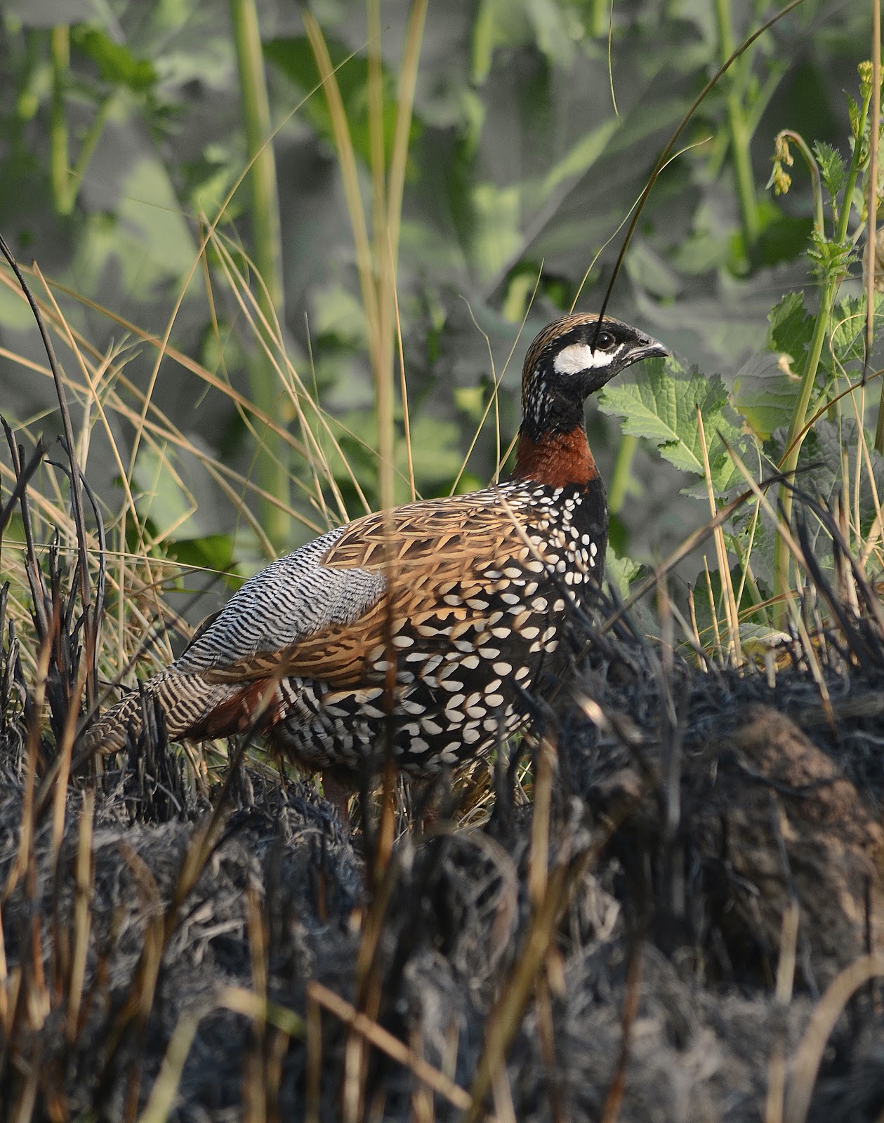 Hunting Digital Plumes in the US and Beyond: Birding the Extraordinary ...