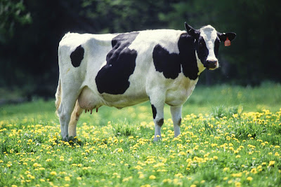 Between the Gate Posts: 2014