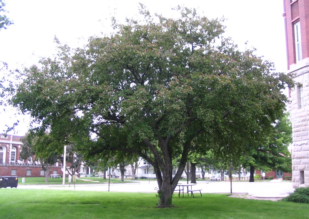 Trees of Red Oak, Iowa: Crabapple