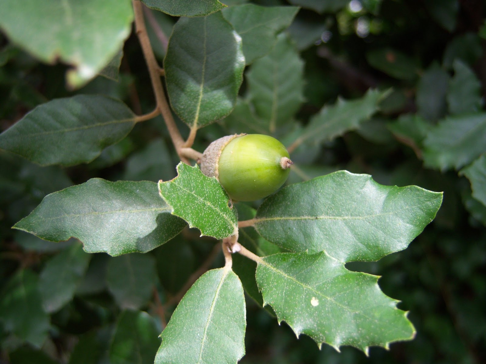 ENCINA - BOTÀNIC SERRAT