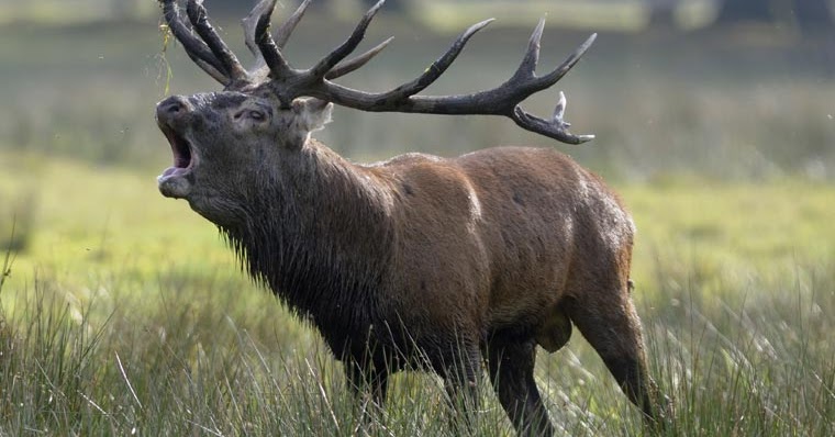 Hunting is Life: Is Hunting Bad