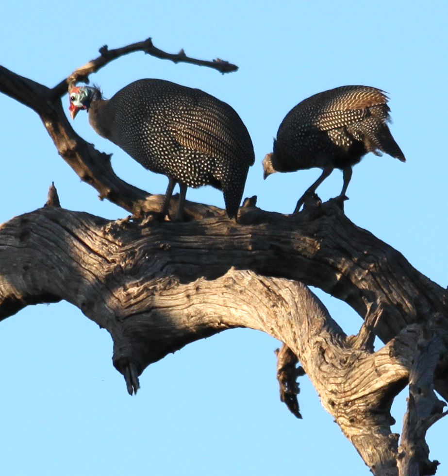 travelswithkathleen: Sunday bird blogging