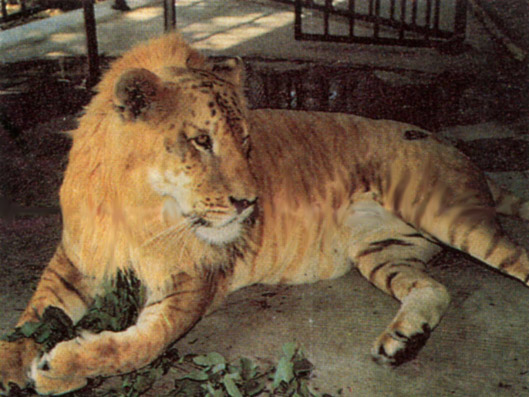 What a tiglon is all about - science plaza