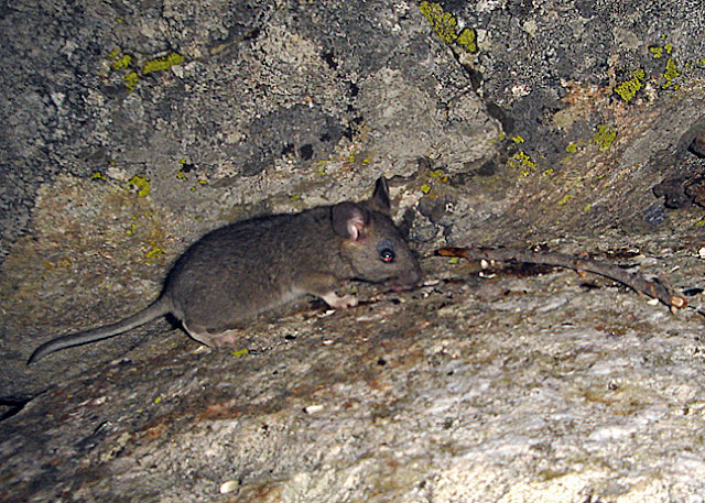 Camera Trap Codger: 2012