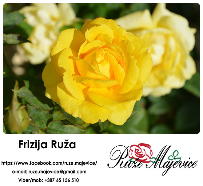 Ruže Majevice - Rasadnik ruža, Peljave. Sadnice ruža, stablašice, ruže ...