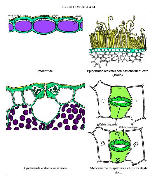 Tessuti Vegetali delle Piante • Scuolissima.com