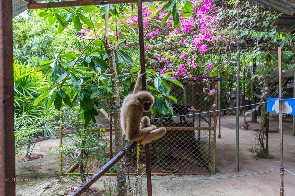 Samui Monkey Center