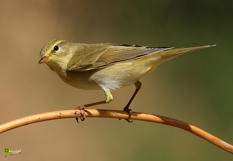 Mosquitero músical (Phylloscopus trochilus)