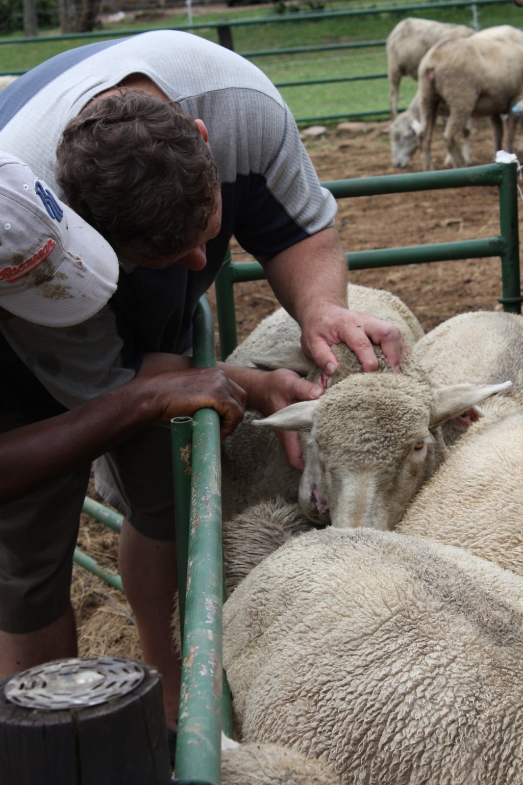 Tick Control on Cattle and Game: Inspection and treating Dr Vogel's ...