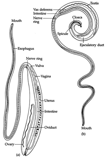 Lecture Notes in Medical Technology: Lecture #2: THE INTESTINAL NEMATODES