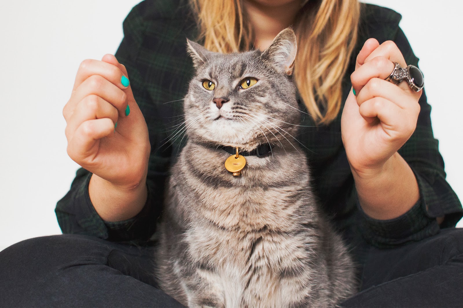 8 Things you learn having a Cat | Lily Melrose | Bloglovin’
