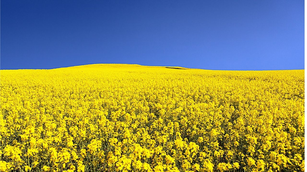 How to plant and grow rapeseed? | theinvisibleman101