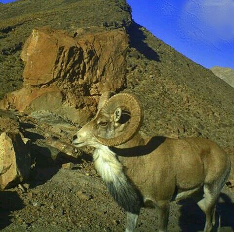Sibi Balochistan : Wild life of Sibi district
