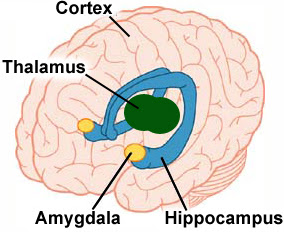 ِAreas of the brain and their functions - Doctor X Blog