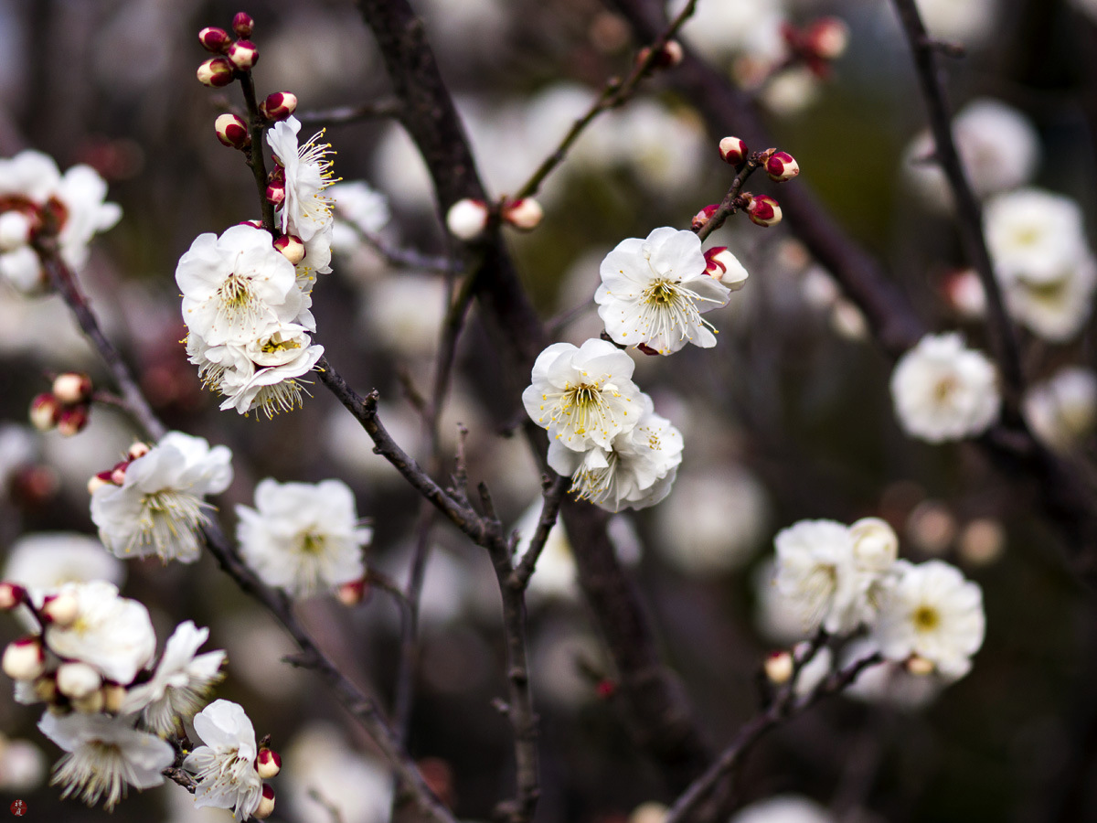 FROM THE GARDEN OF ZEN: Ume flowers: Tsurugaoka-hachimangu