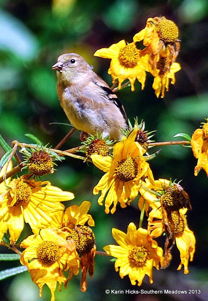 Where have all the birds gone?