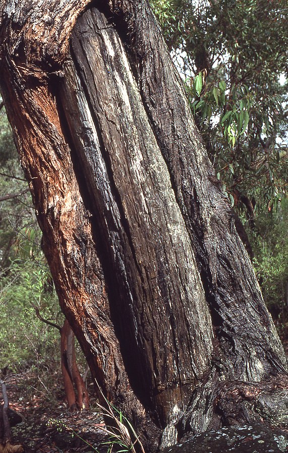 Aboriginal Heritage: Scar Trees