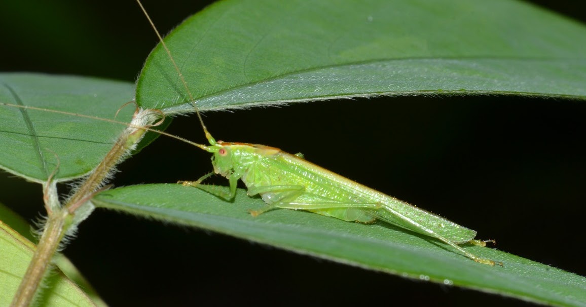 Species New to Science: [Entomology • 2016] Nigrimacula gen. nov ...