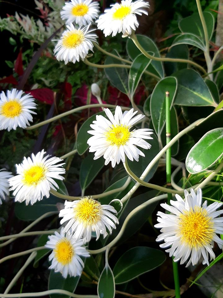 floraison la Marguerite de Nouvelle-Zélande (Pachystegia insignis)