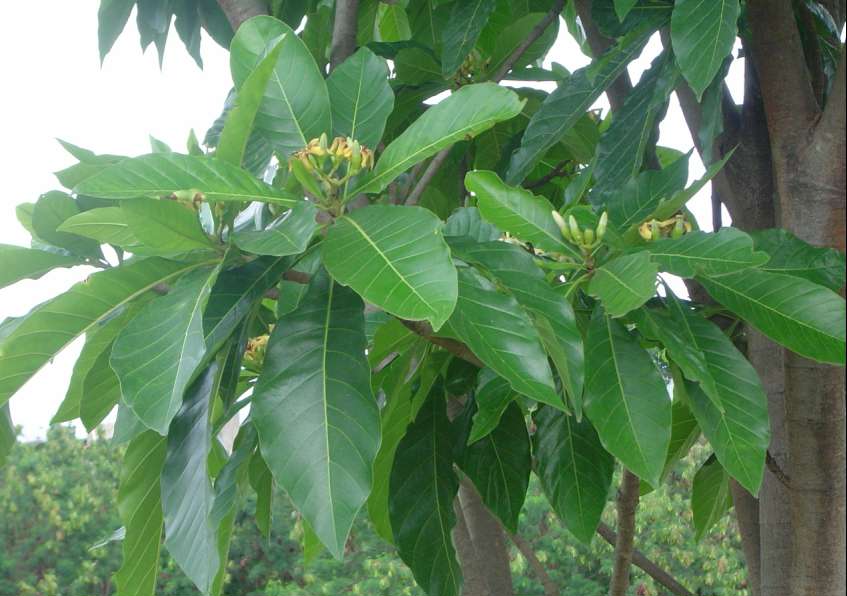 Jenipapo - Genipa americana L. | Natureza Bela