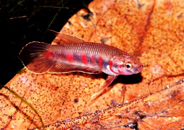 Red Sumatran Fighter - Betta Rubra ~ Nice Betta