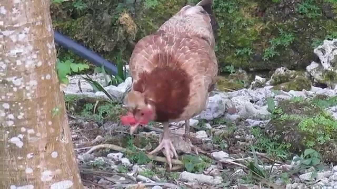 native chicken - philippin news collections