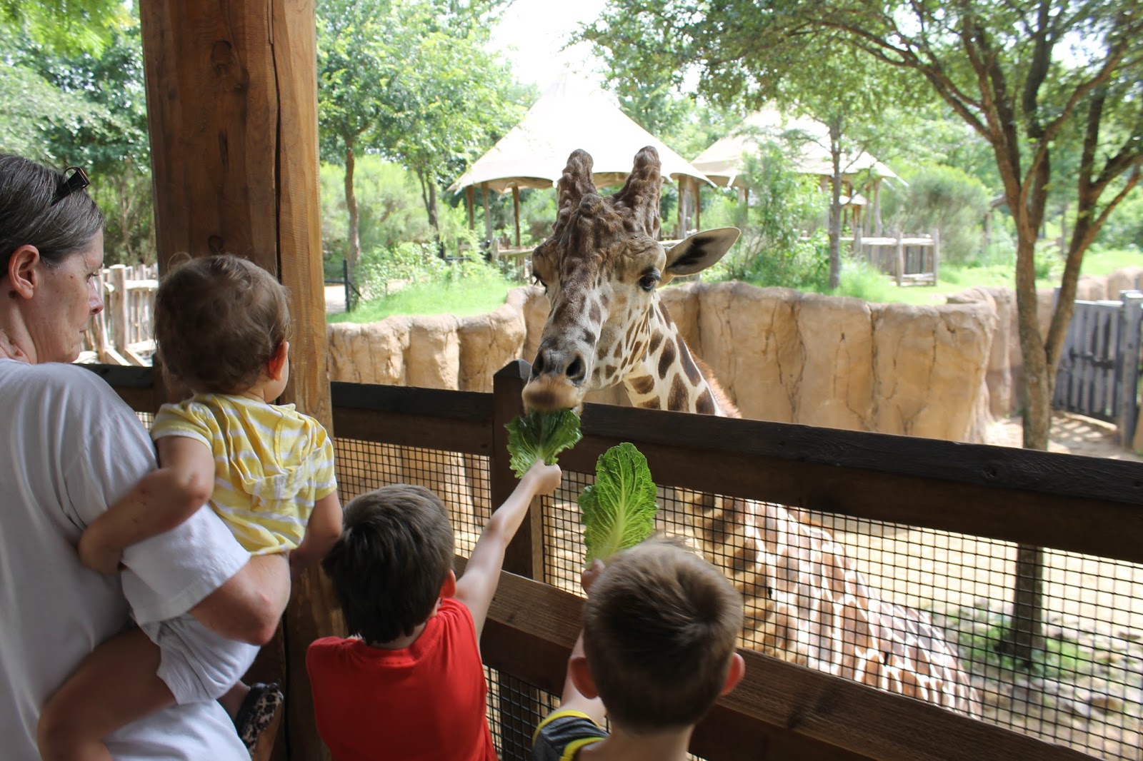 Hold the Gluten Please: The Dallas Zoo