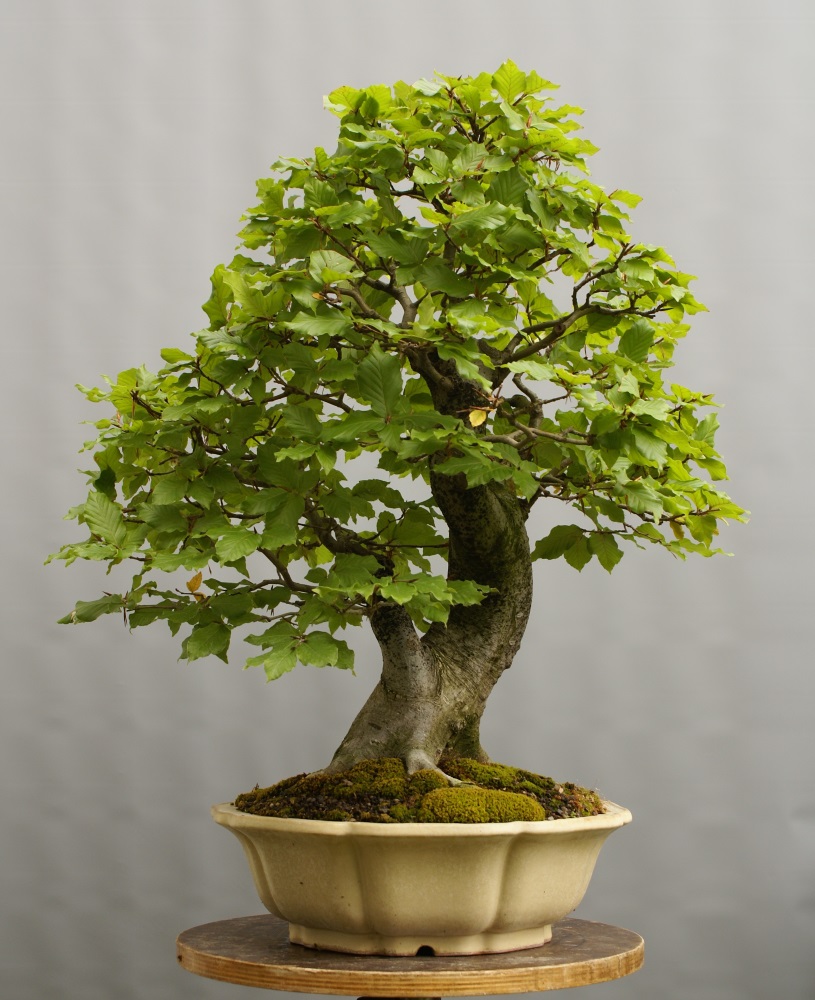 gal bonsai blog: Bukva