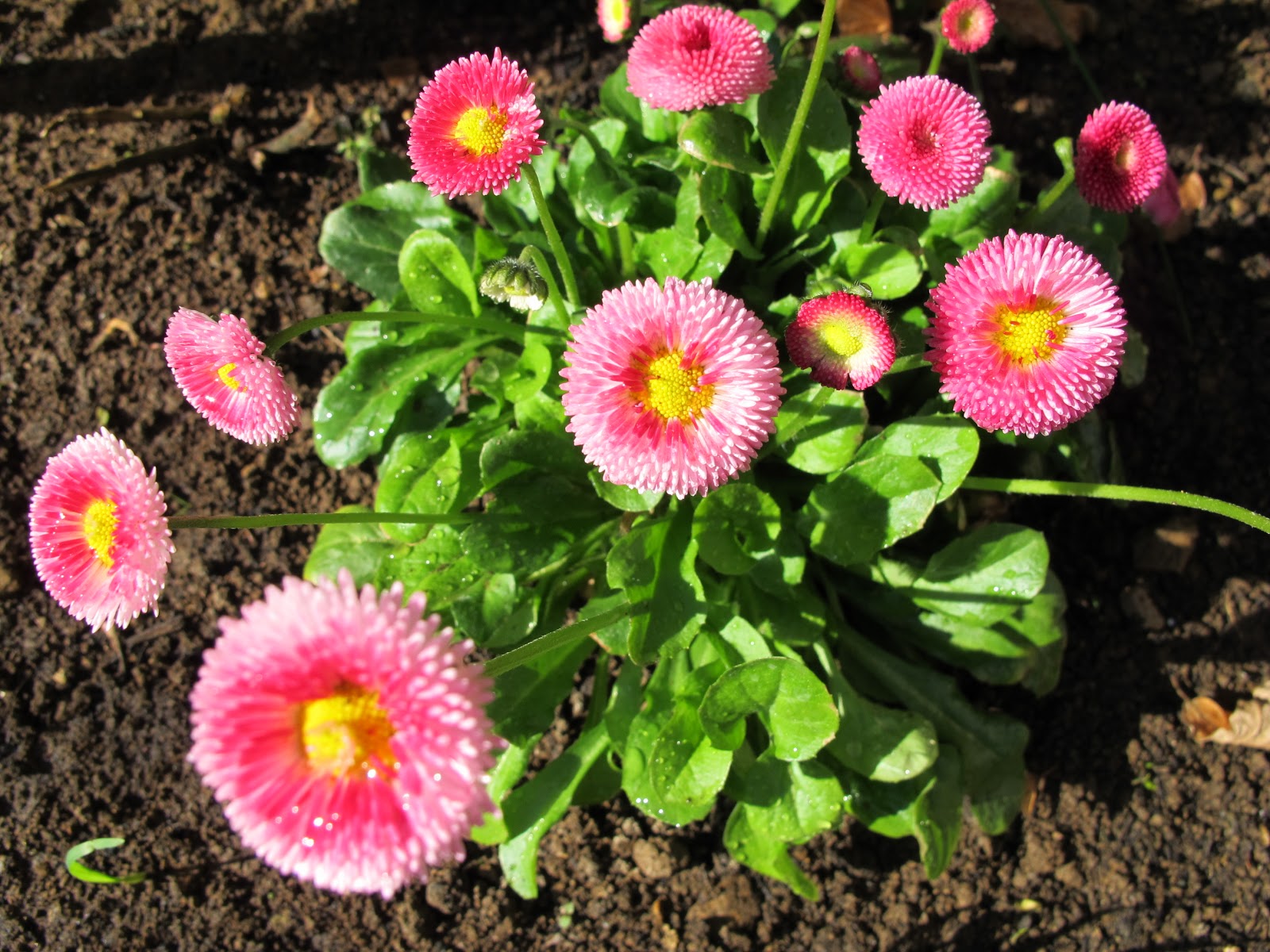 Addicted to Making: English Daisies, Flower Looms & King Henry VIII...