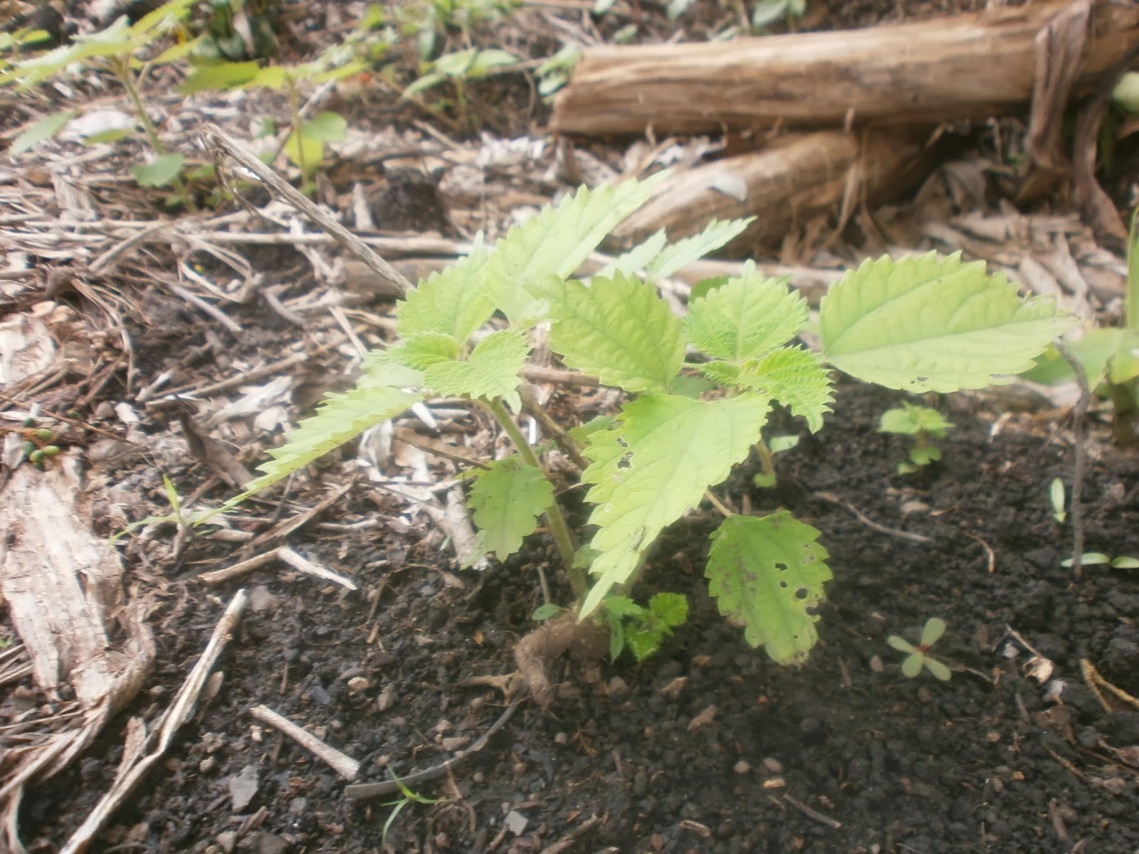EL RAMIO PLANTA NUTRITIVA, DE BAJO COSTO MUY UTILIZADO EN NUTRICIÓN ...