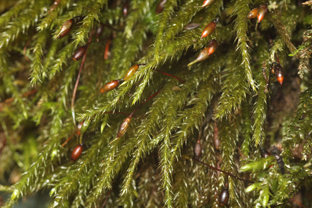 Moonmoths Photo Gallery: Brachythecium rivulare at Nant Melyn, Coedely