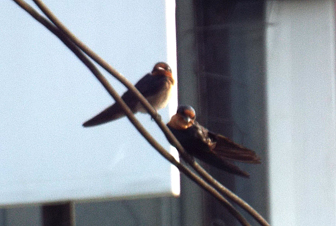 Bird Blog: Pacific Swallow (Hirundo tahitica)